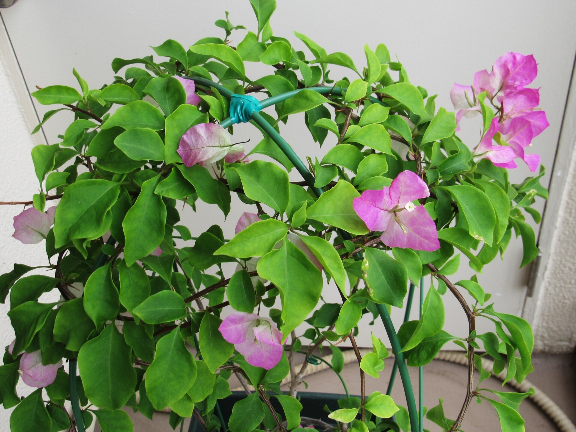 ベランダの花たち: KSMT&H Garden